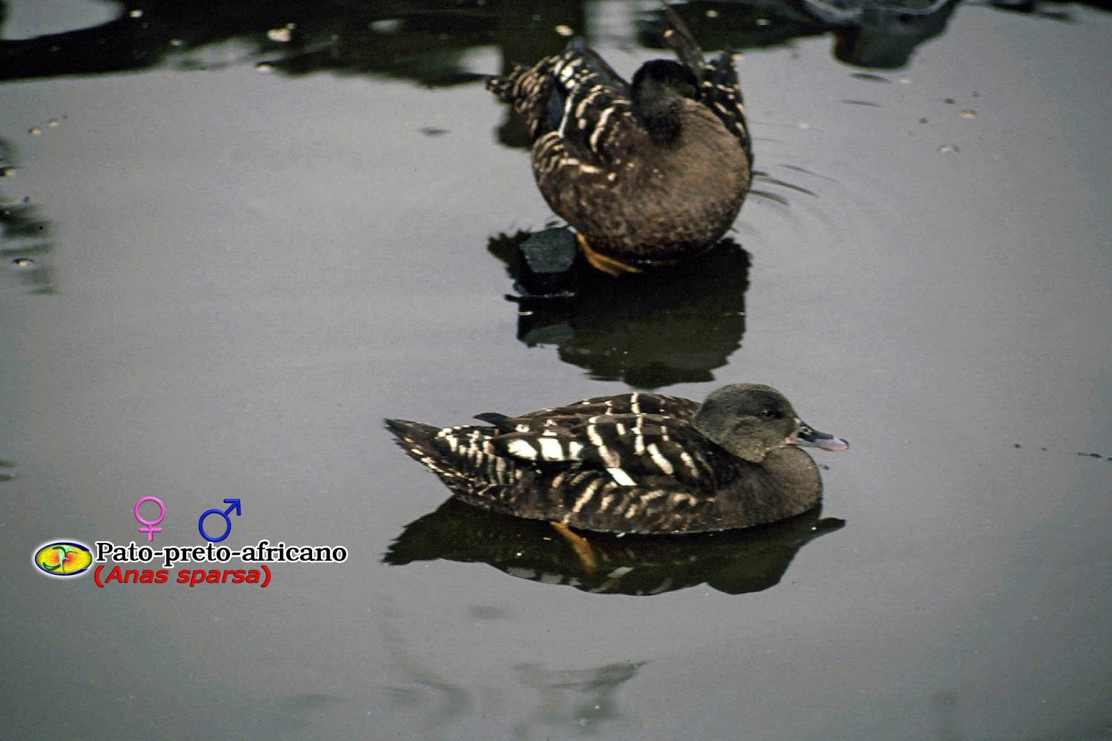 ORNITOLOGIA: Pato-preto-africano (Anas sparsa)